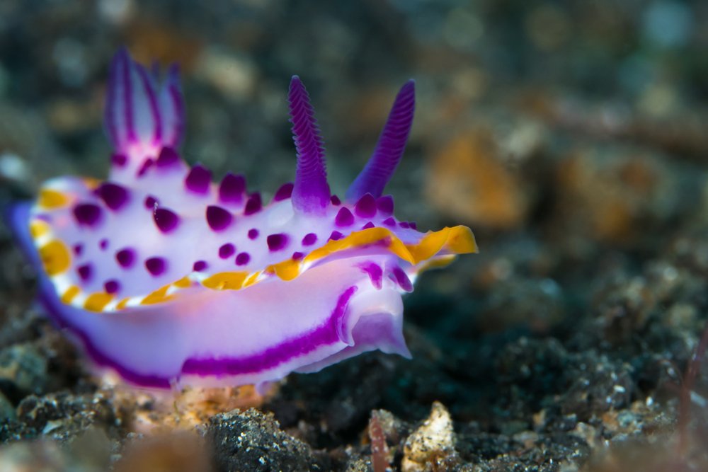 Colorful Sea Slugs
