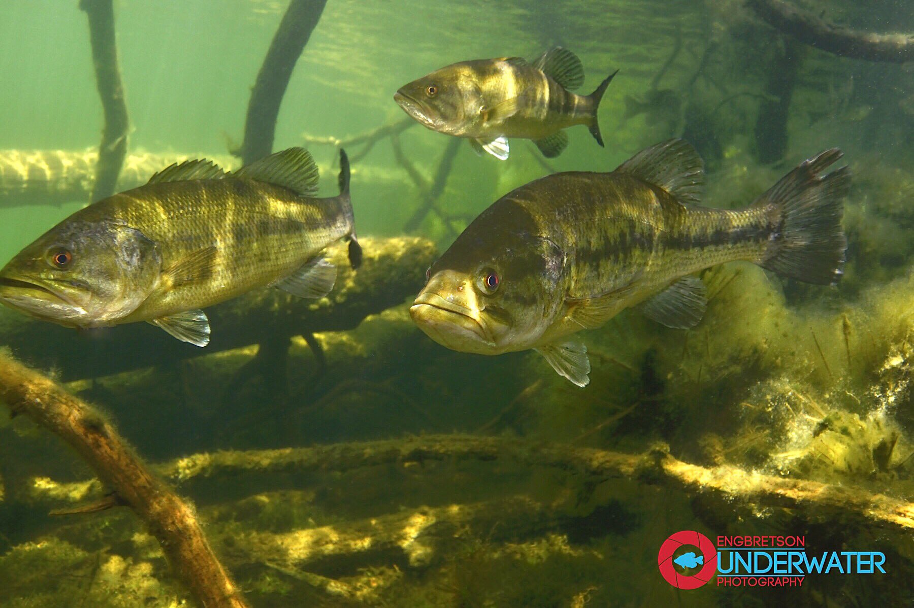 Largemouth Bass Pictures Underwater