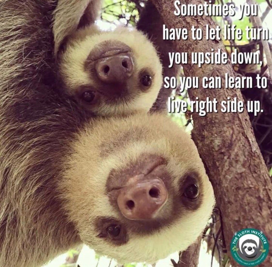 Sloths Quotes