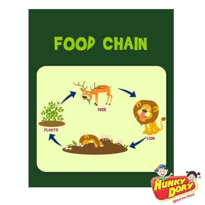Food Chain For Kids With Lion