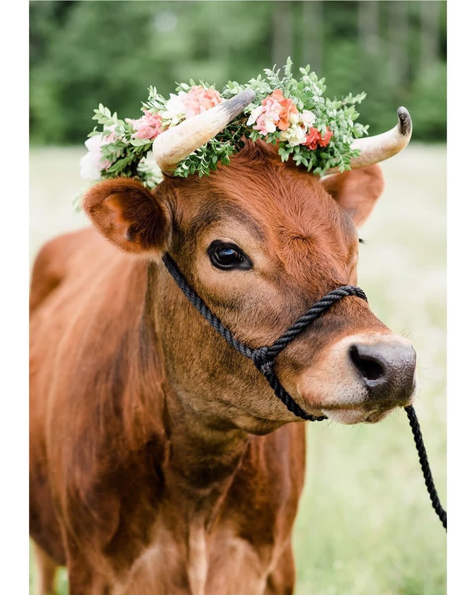 Beautiful Cow In The World