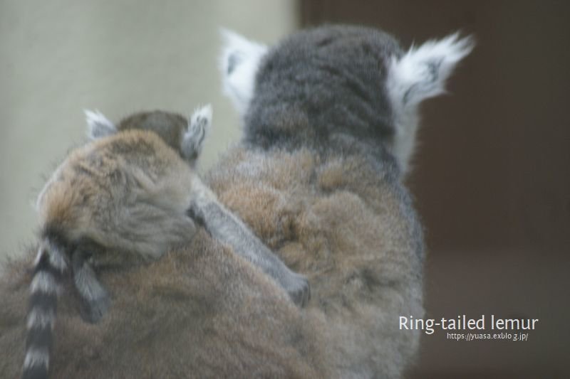 湯浅 国匡（くにまさ）(@yuasa_daiku) - Twilog