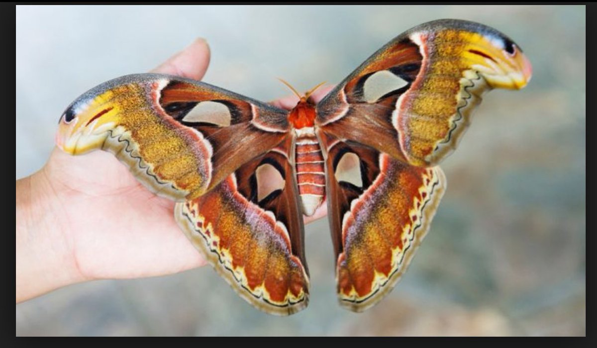 TinkerBell on Twitter: "RT @James93348465: