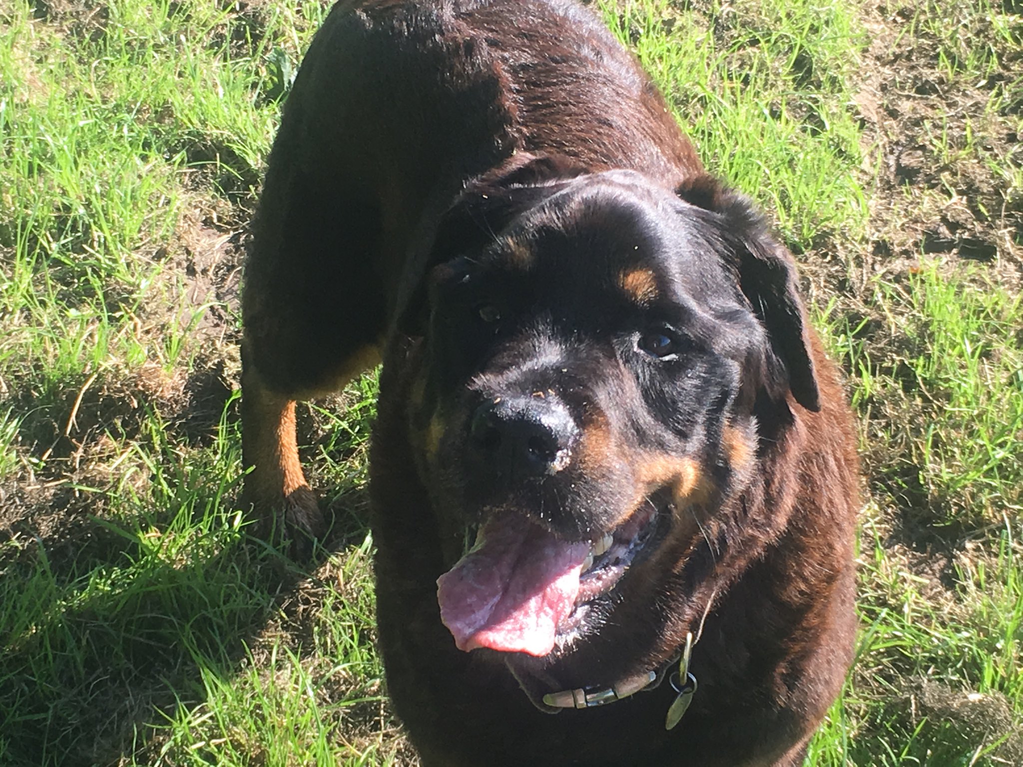 Rottweiler On Steroids