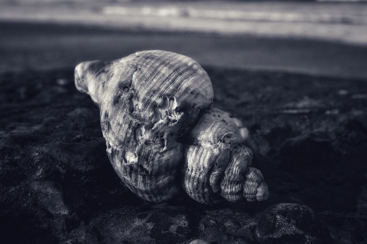 Black And White Seashell Photography