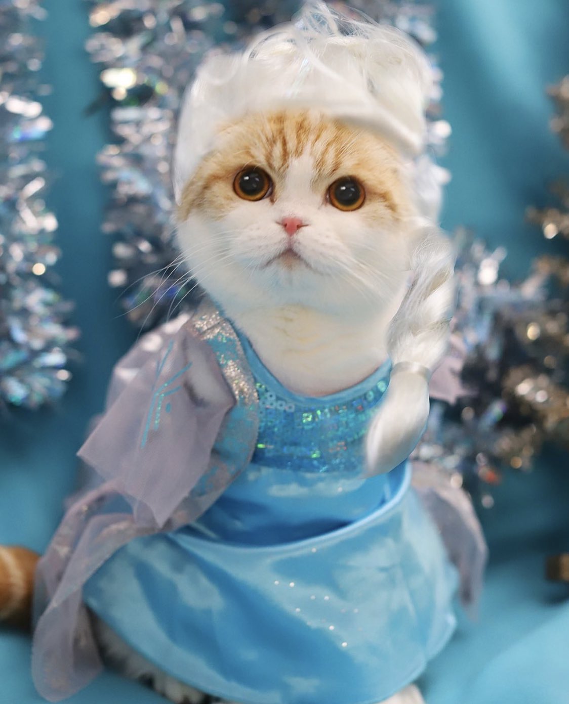 Elsa Cat Wedding Shenmeida 1 Set Holiday Theme Dog Dress, Halloween