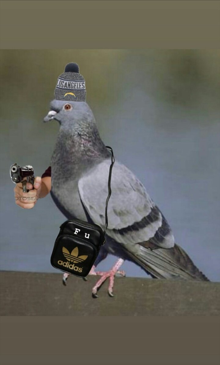 Pigeon Carrier Memes