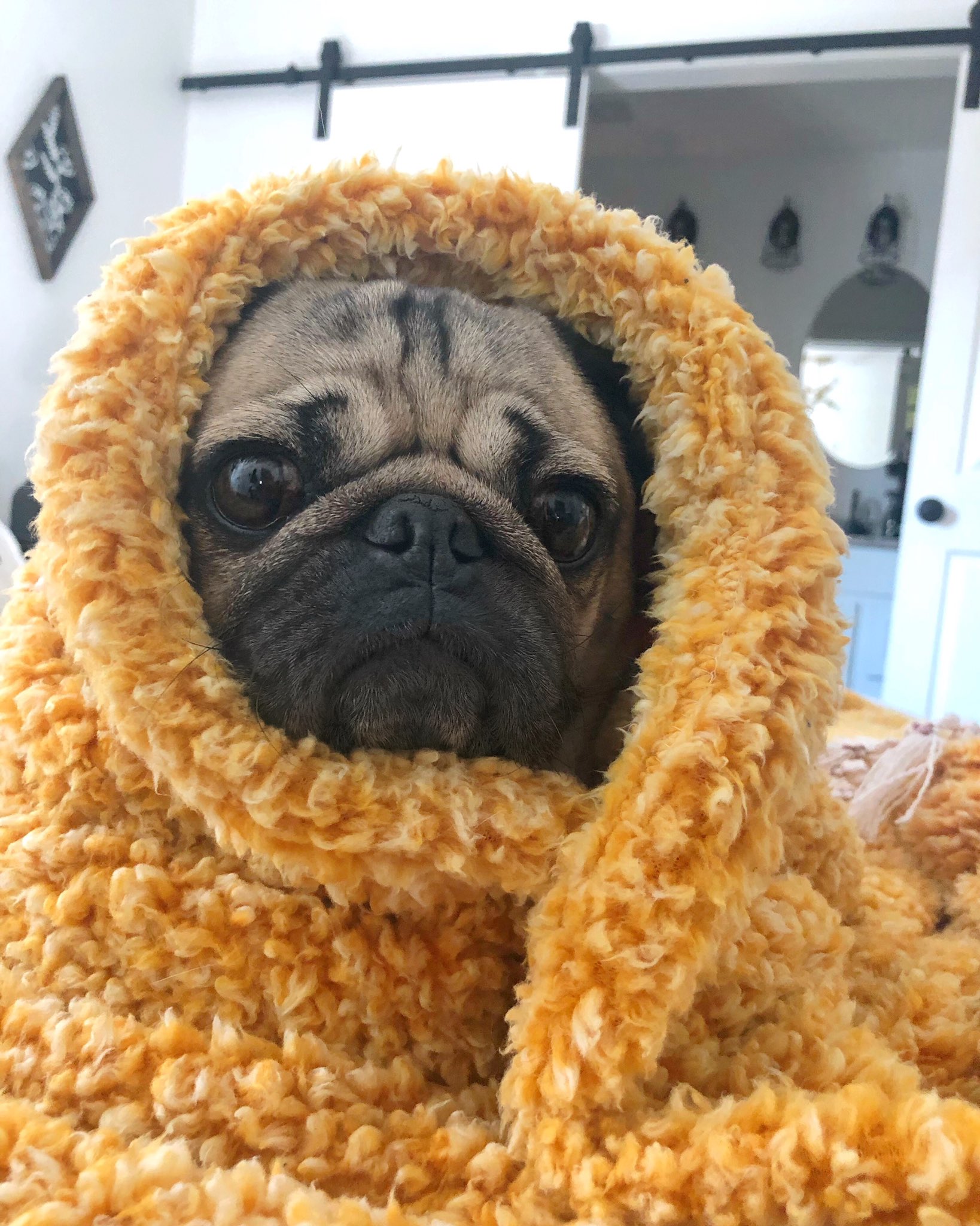 How Cold Is Too Cold For Pug