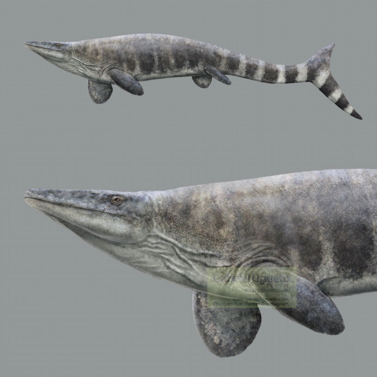Tylosaurus may have ruled the Late Cretaceous seas also because in its ...