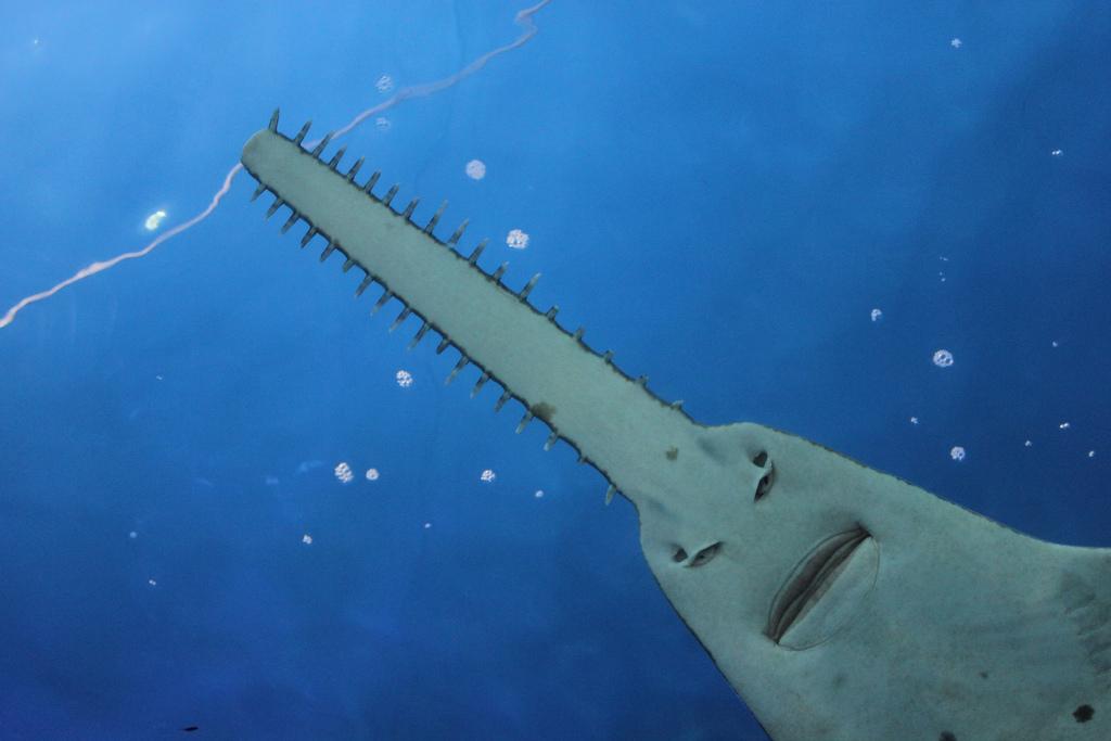 Sawfish look like they don't buy your bullshit excuses | Scoopnest