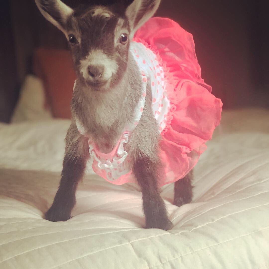 Baby Goats In Clothes