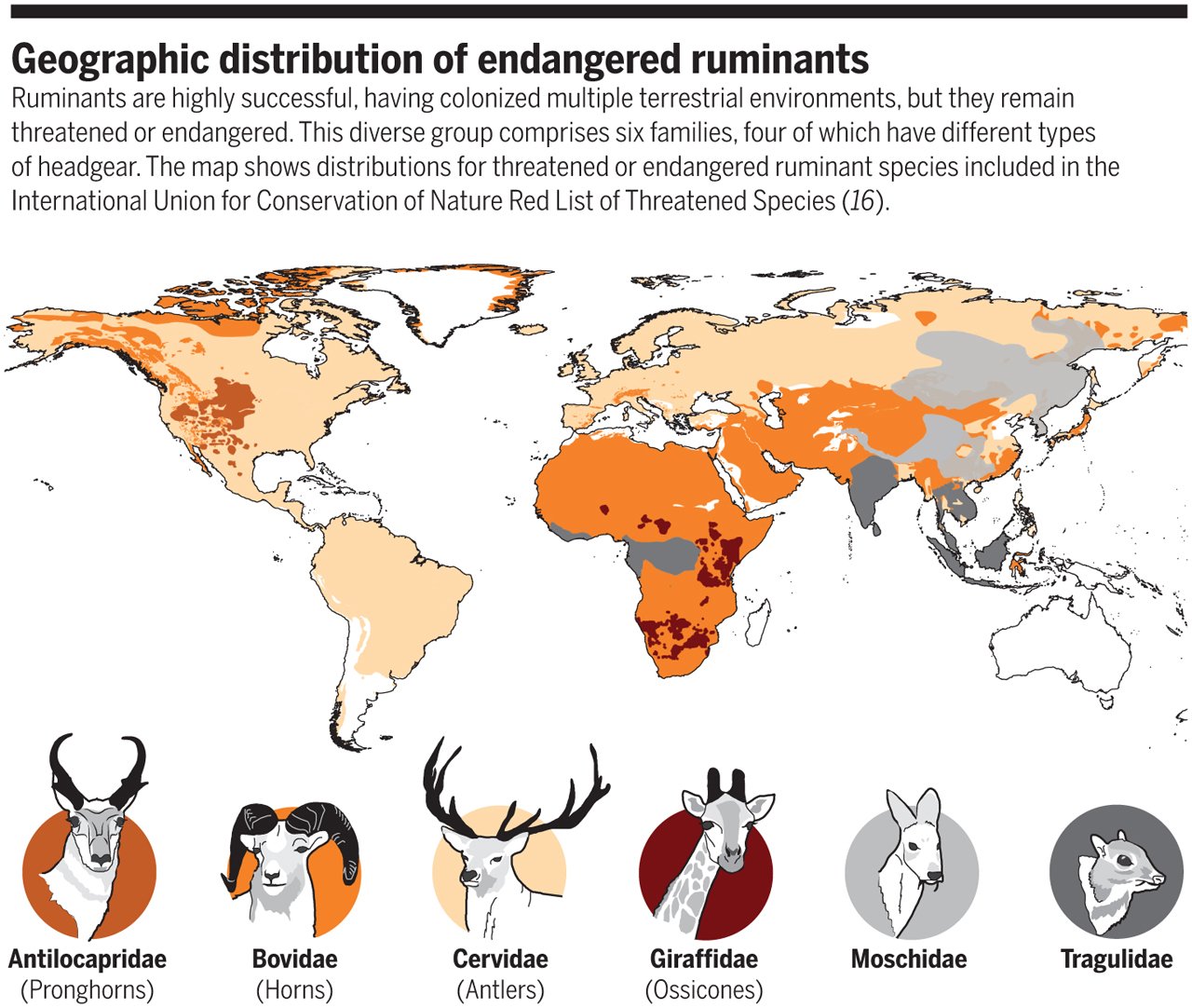 Geographic Distribution Of Animals