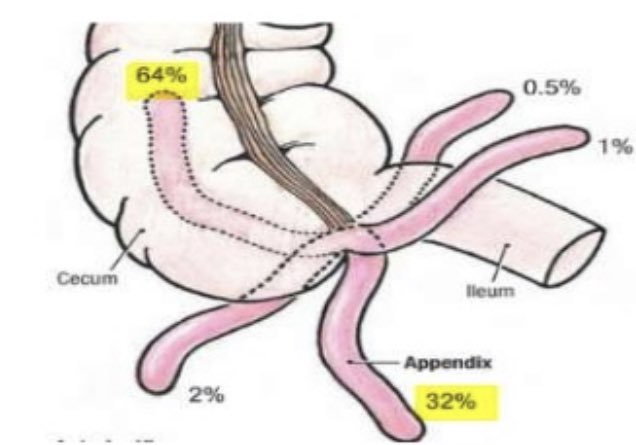 Appendix Location Variation