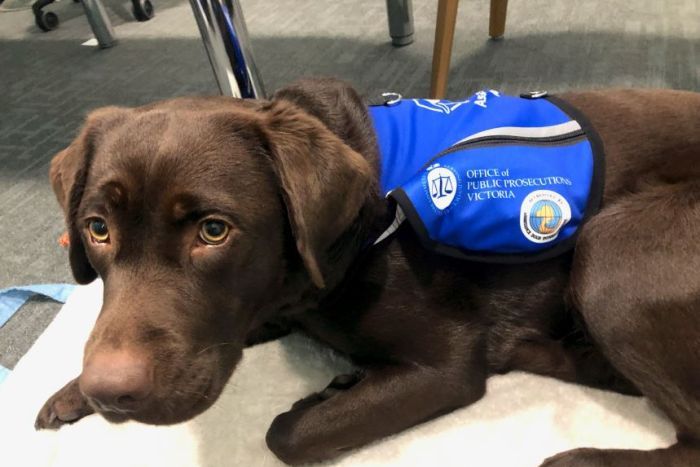Meet Lucy, the Labrador supporting vulnerable witnesses in Victorian ...