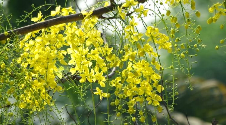 Vishu Konna Wallpaper