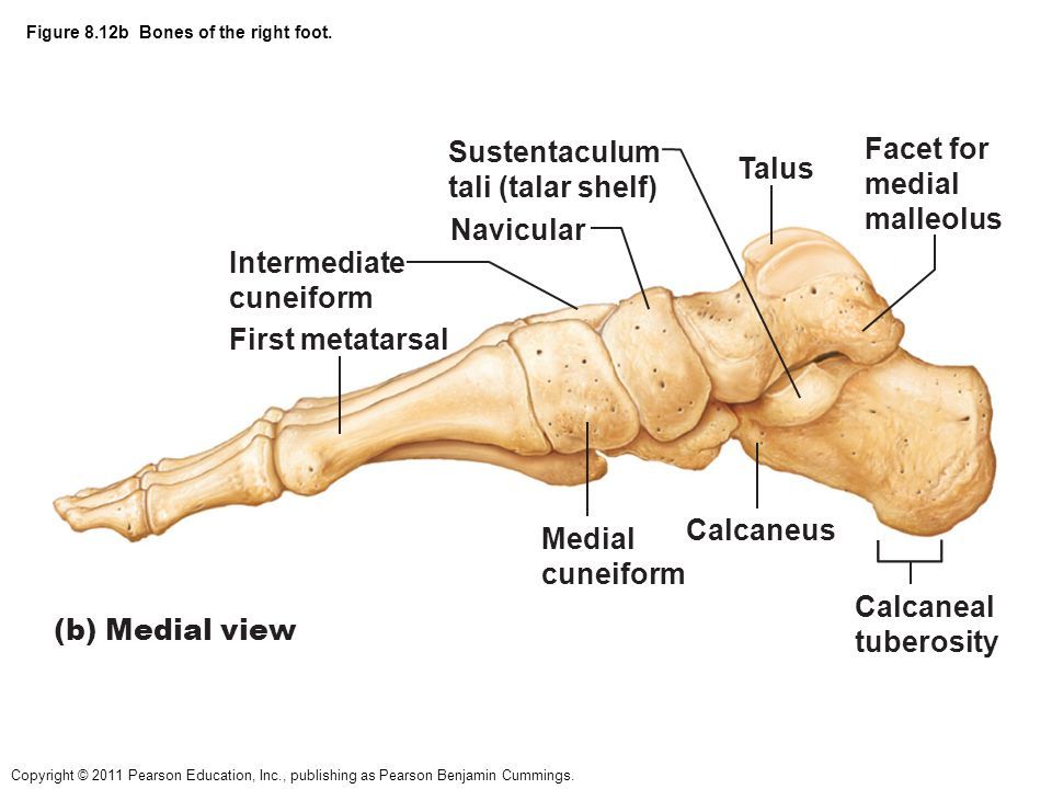 Sustentaculum Tali Calcaneus