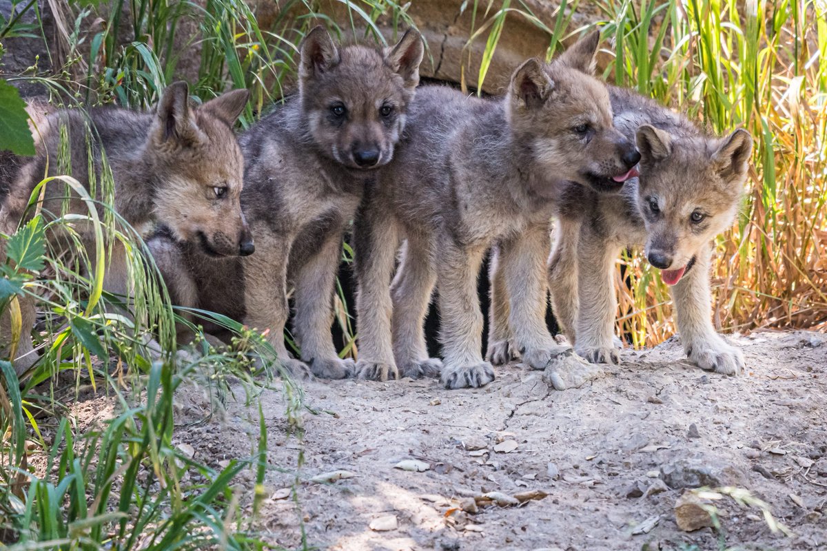 Oakland: ADORABLE: Oakland Zoo's new gray wolf pups emerge from their ...