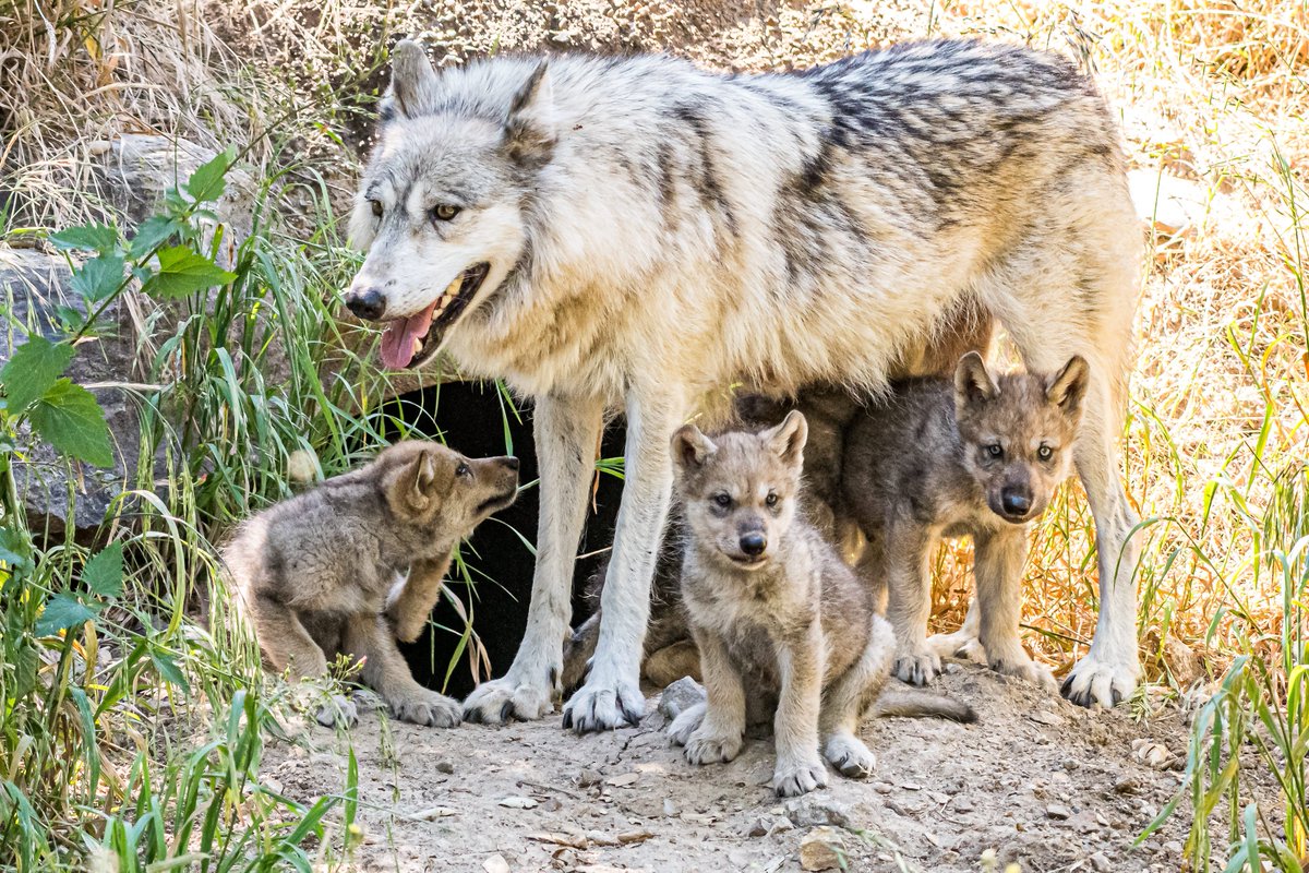 Oakland Zoo: SO CUTE! 🐺 Four gray wolf pups are 'thriving' at the ...