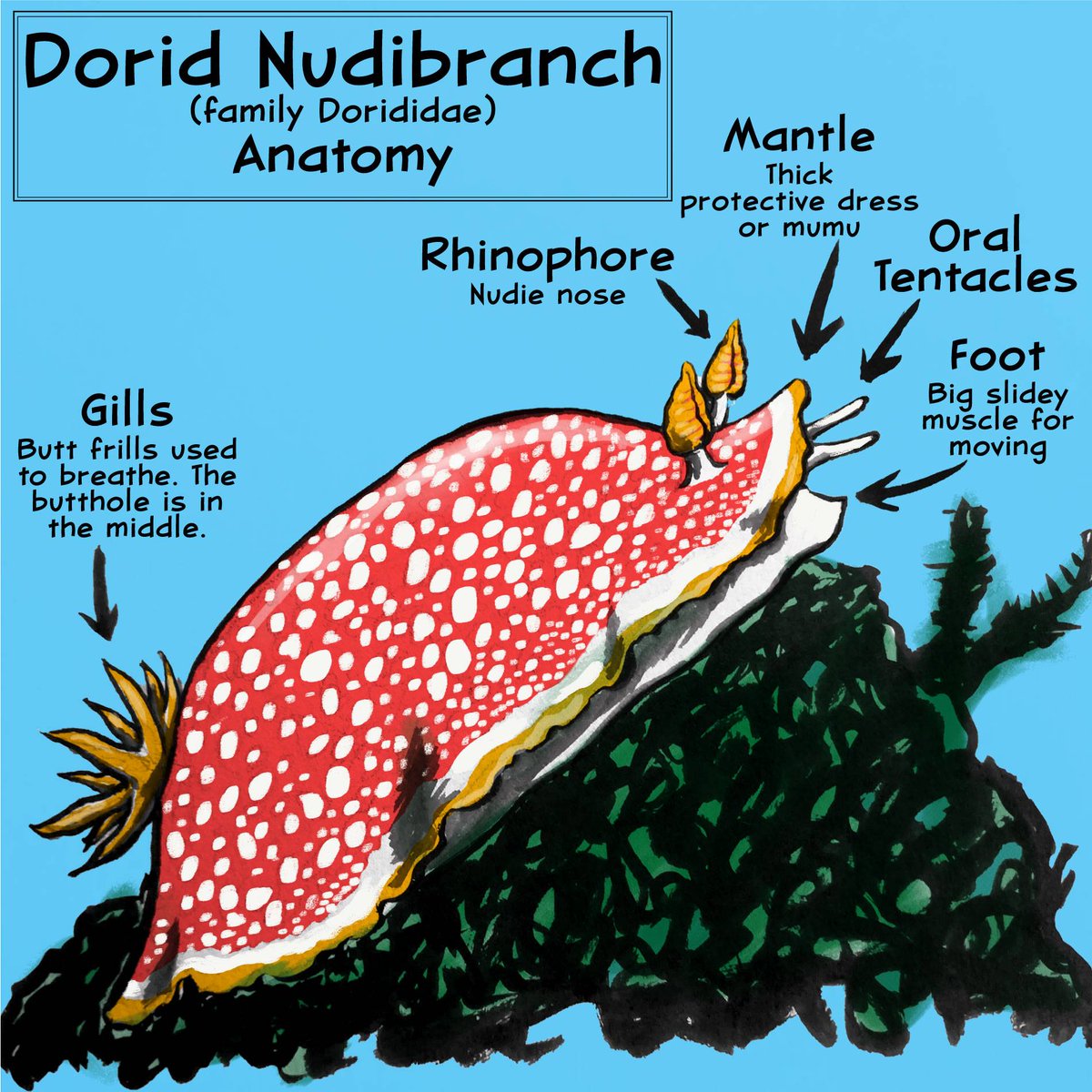 Nudibranch Diagram