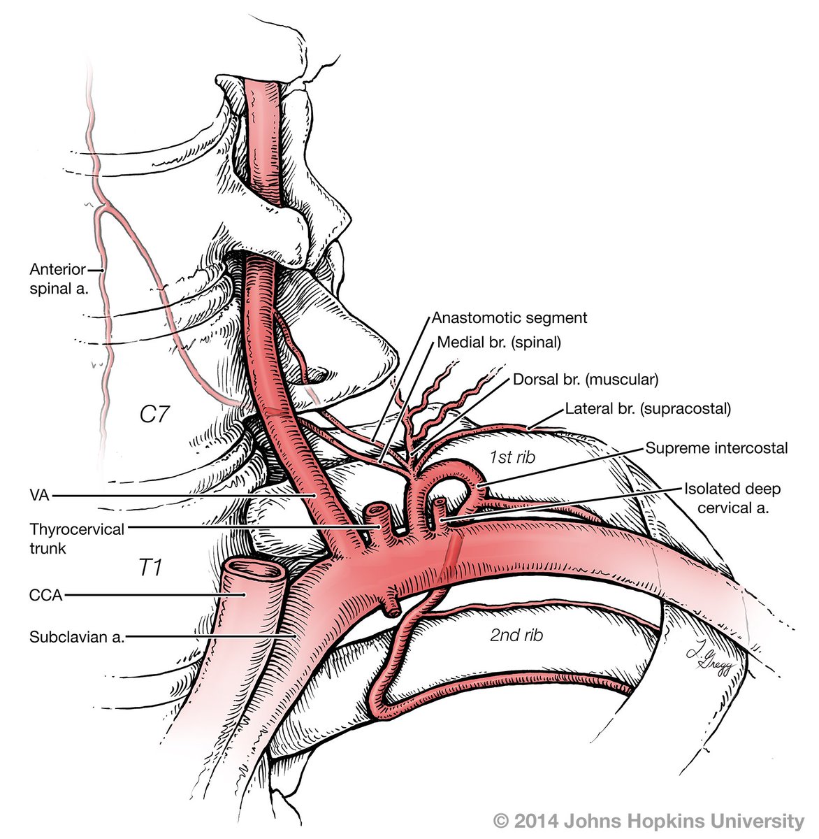 Supreme Intercostal Artery