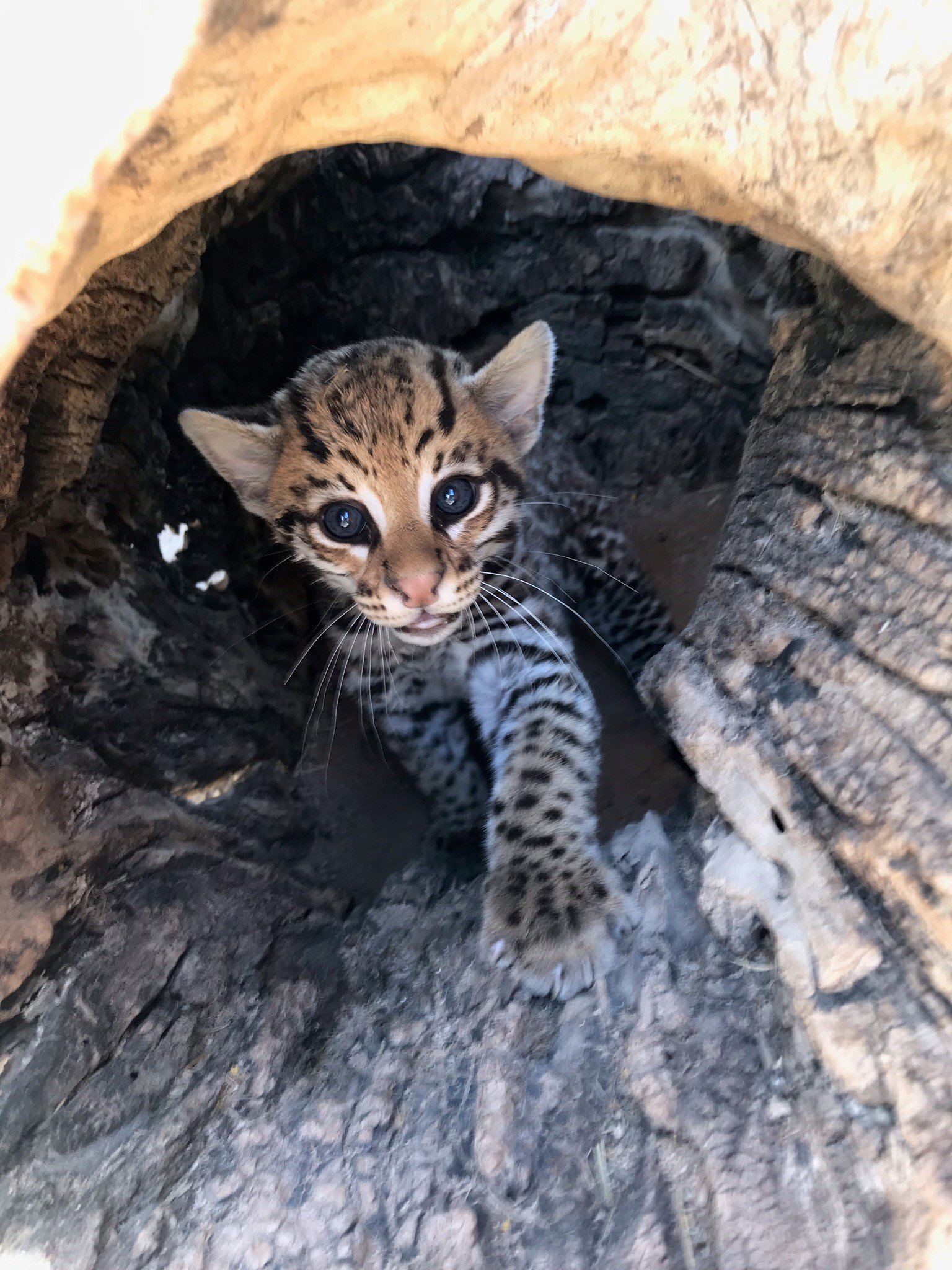 Ocelot Baby OKC Zoo Announces Birth Of Endangered Ocelot Kitten