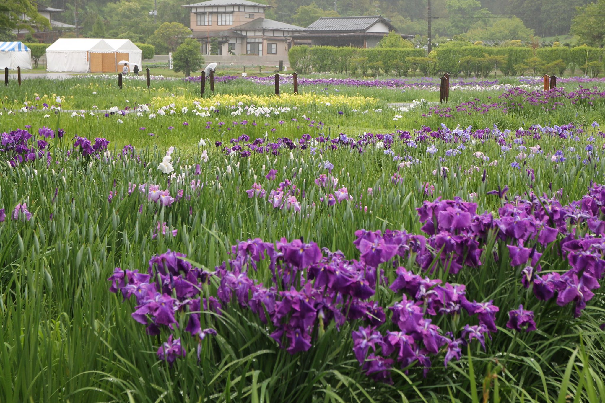 Odoroki_Yakiika on Twitter: "雨だし水滴がいい感じ #多賀城跡あやめまつり #多賀城あやめまつり…