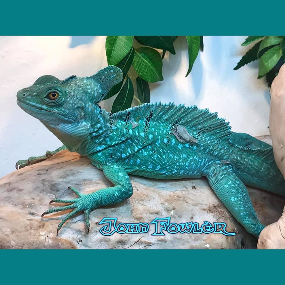 Blue Basilisk Lizard