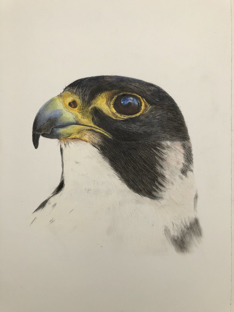 How To Draw A Peregrine Falcon Head