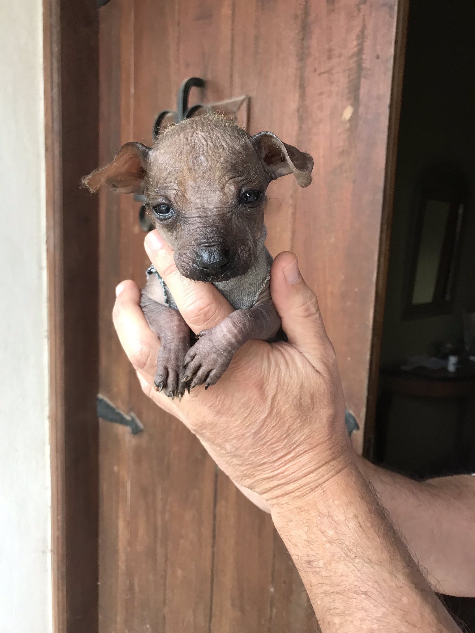 Perro pila, parte del legado argentino - Estudiá en Argentina