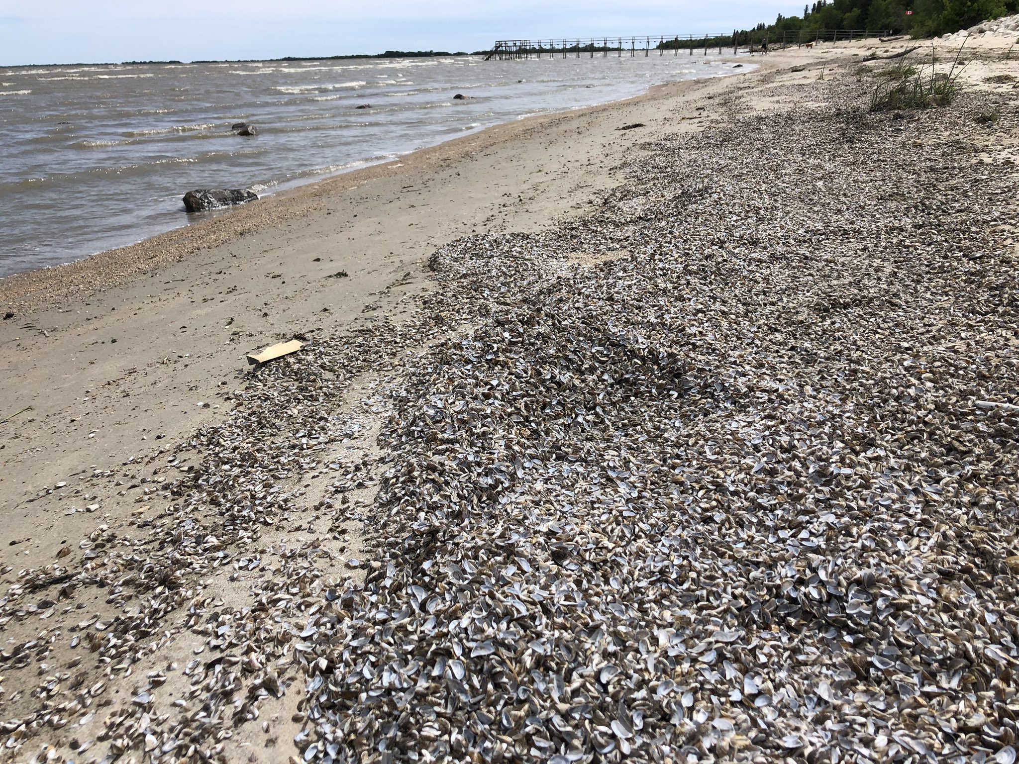 Zebra Mussels Shore
