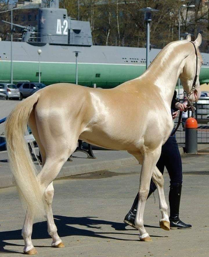 The Akhal Teke, also known as the 'Golden Horse' famous for it's ...