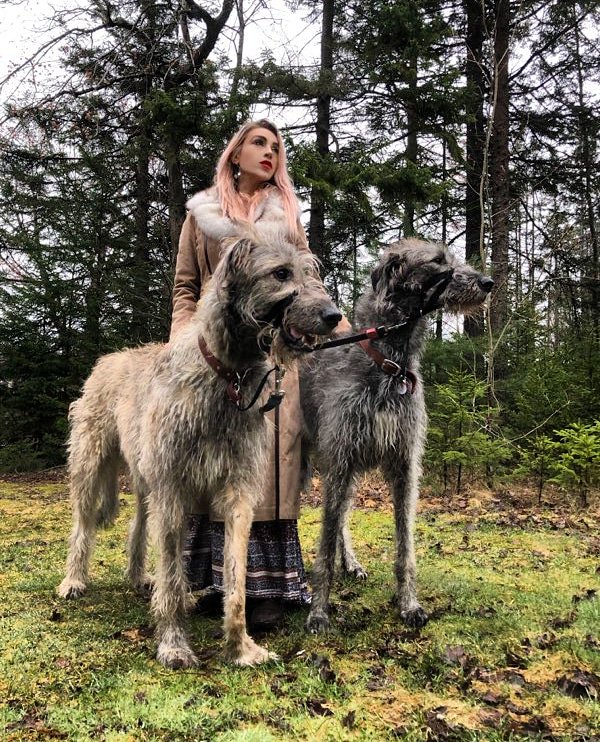 Full Grown Irish Wolfhound