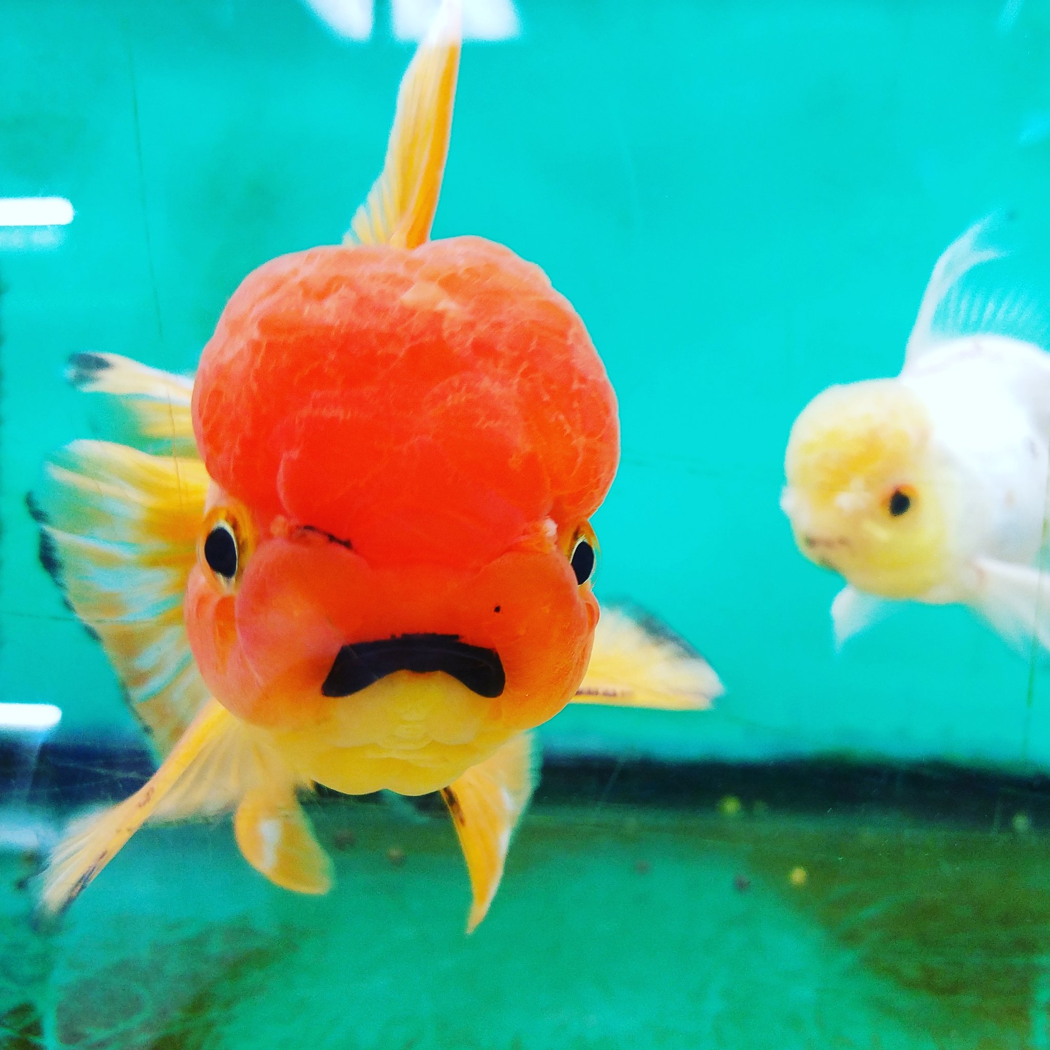 Pearlscale Goldfish Cute