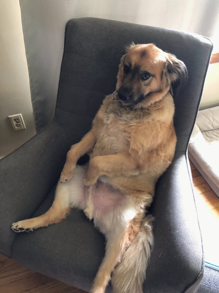 Dogs Sitting Like Humans