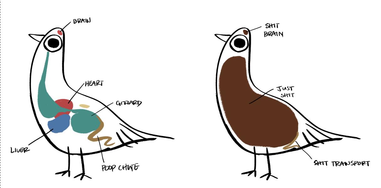 Bird Internal Anatomy