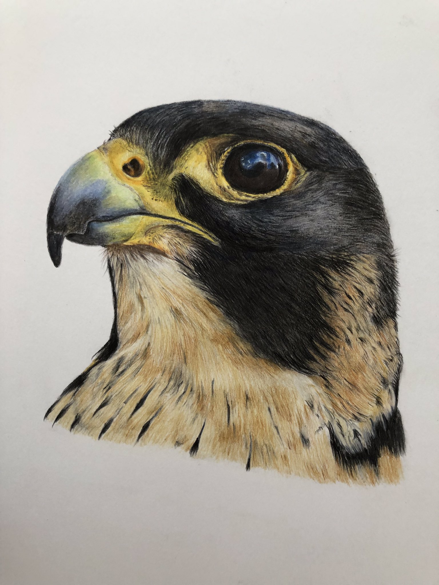 How To Draw A Falcon Head