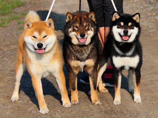 Burnt Marshmallow Dog