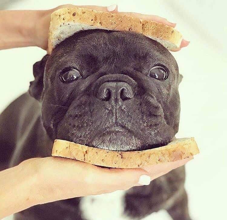 Can Dog Eat French Toast