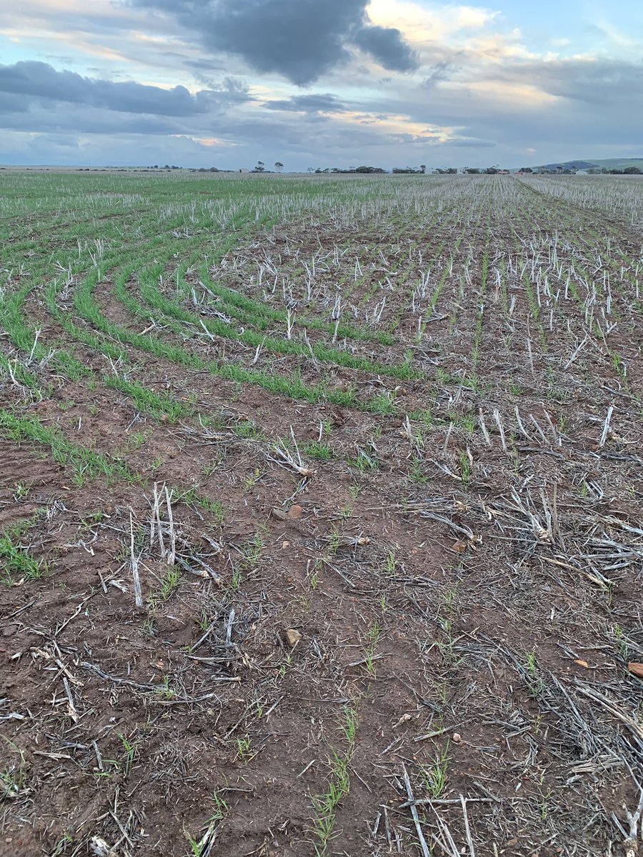 Luke Maffescioni Seed Grading @GradingLuke X Profile | Muskviewer