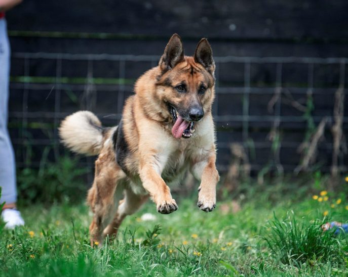5yr old Hugo was kept in a yard with no interaction or toys but we ...