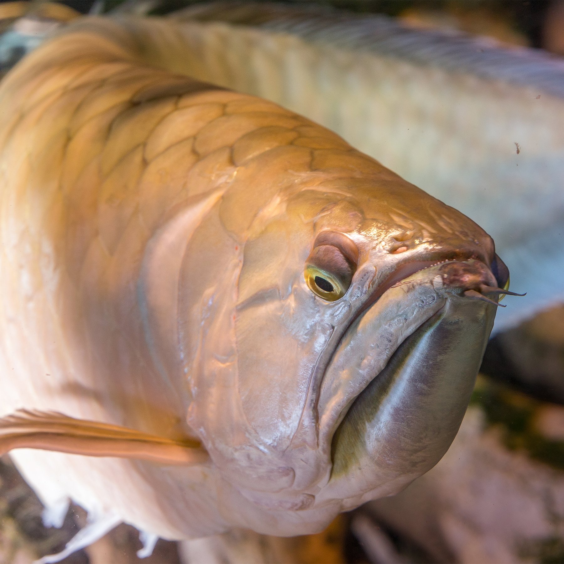 Silver Arowana Jumping