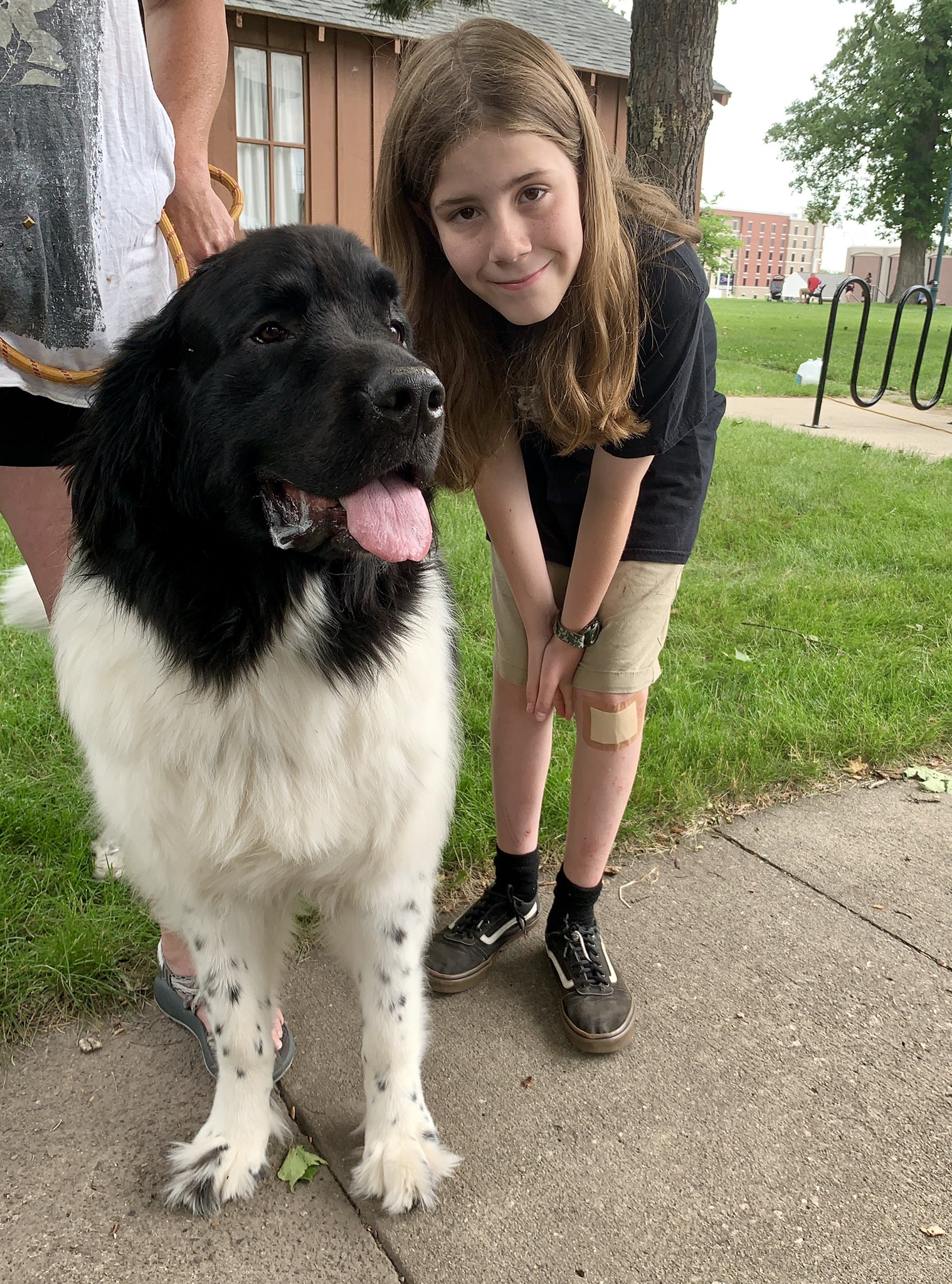Is A Landseer A Good Family Dog