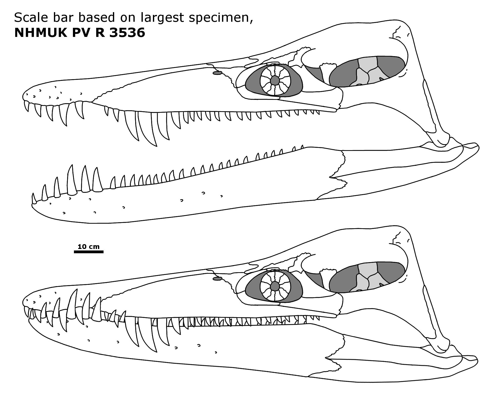 Liopleurodon Ferox