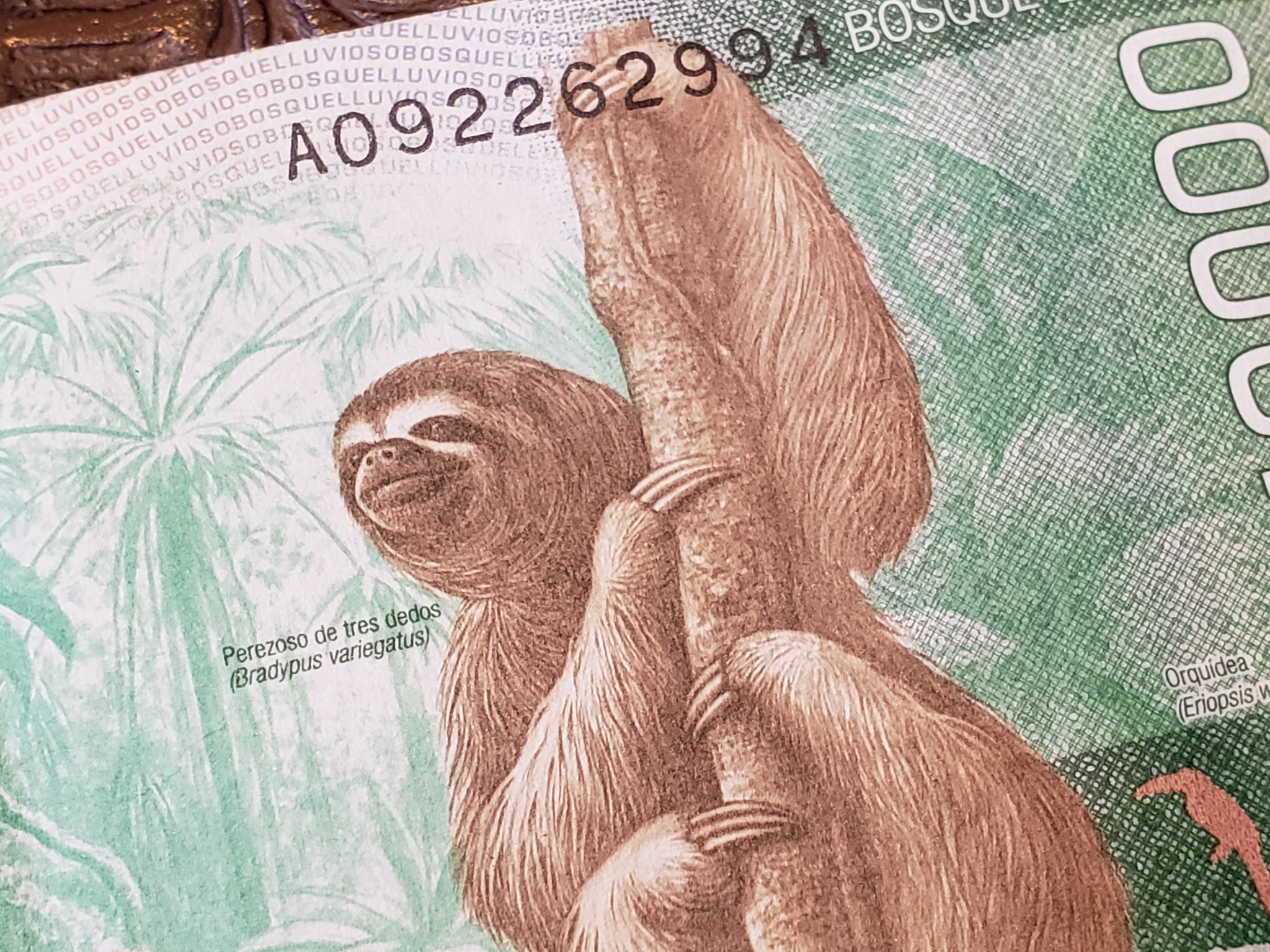 Sloth Wallpaper Dolla Dolla