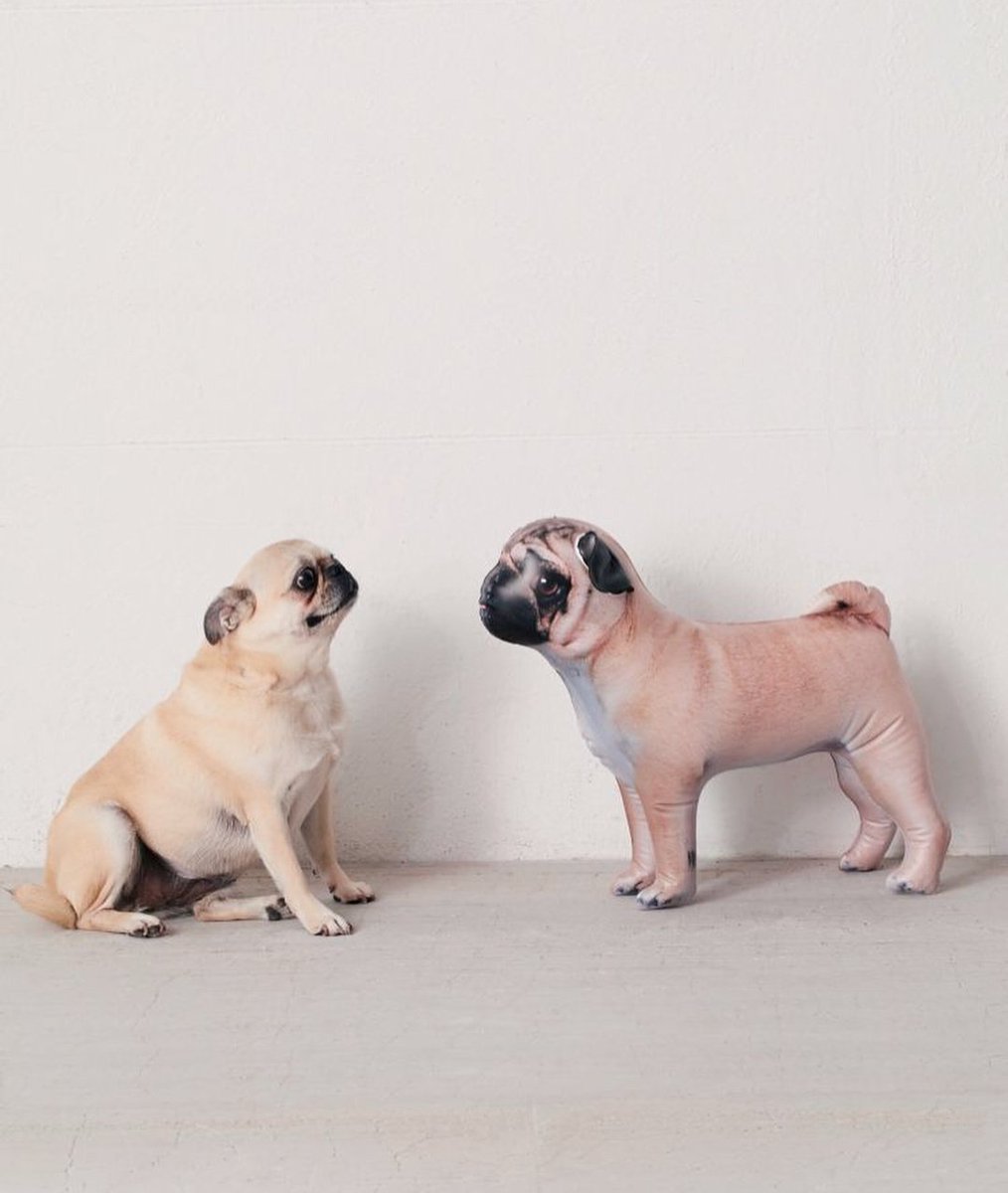 What Is A Pug Terrier