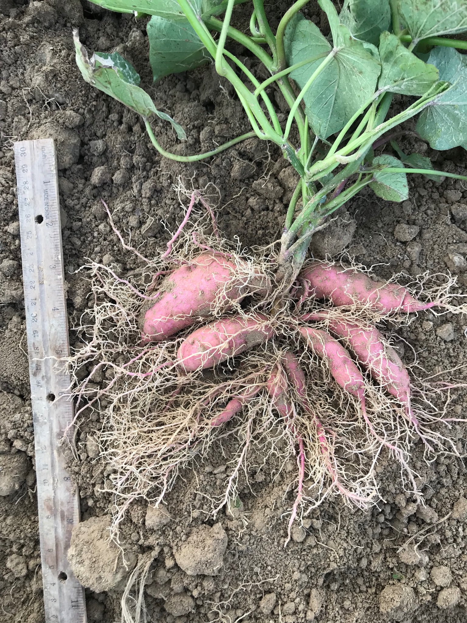 Storage Roots Plants