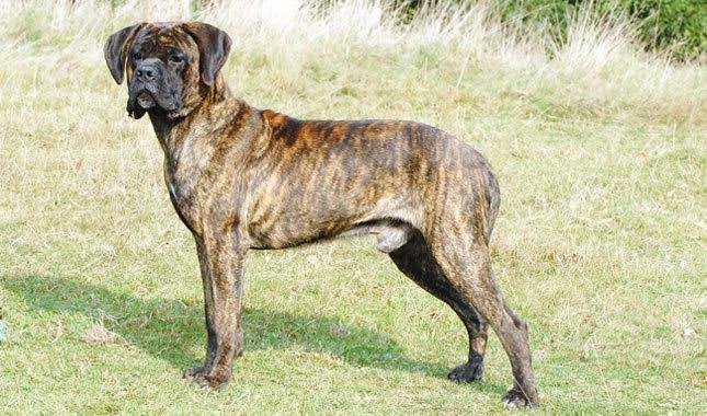 Cane Corso Boxer Mix