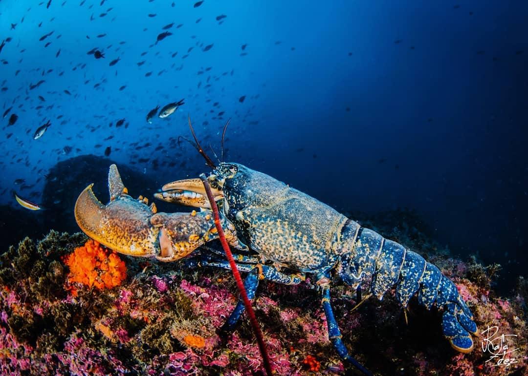 Lobster Underwater