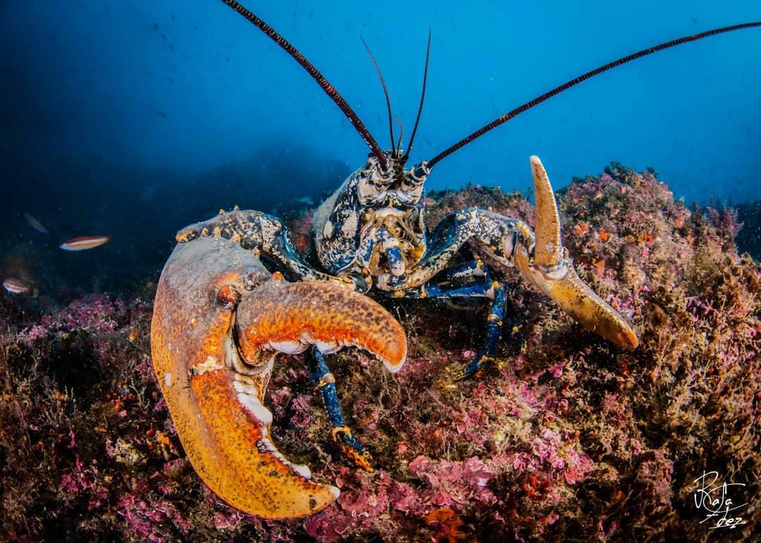 Crayfish Underwater