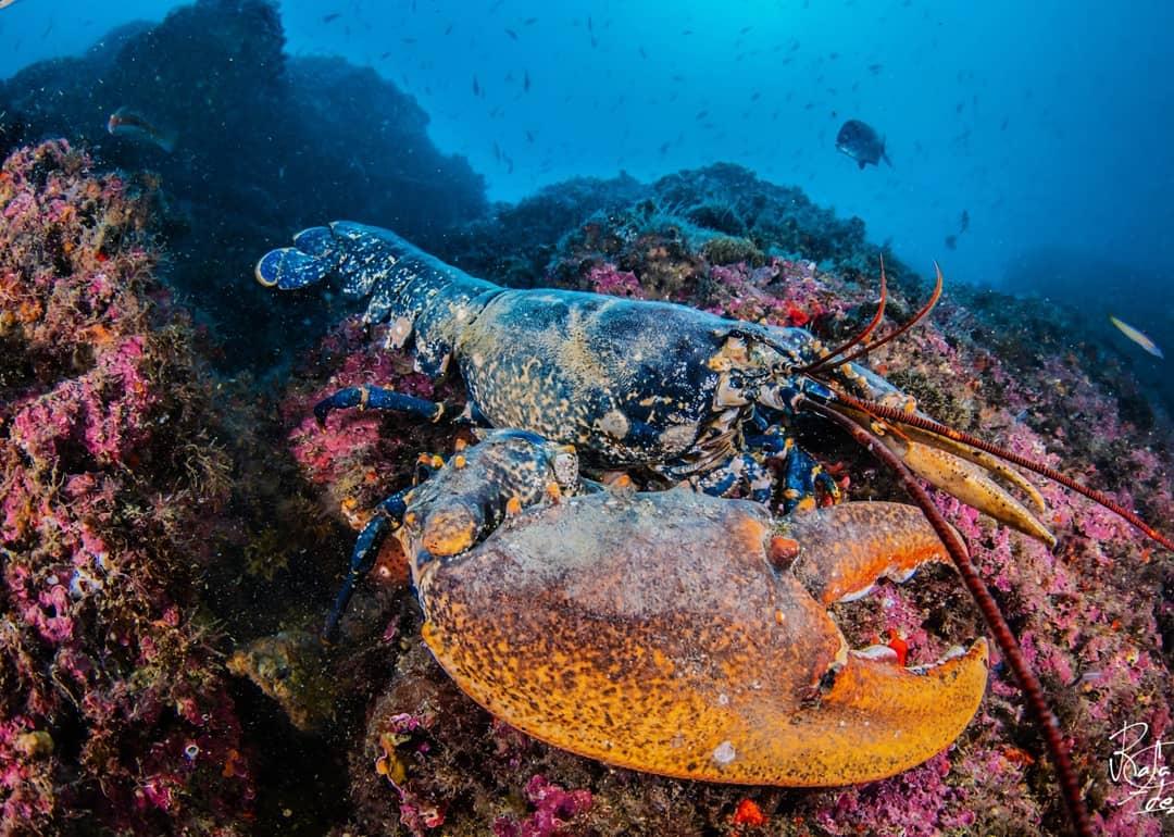 Lobster Underwater